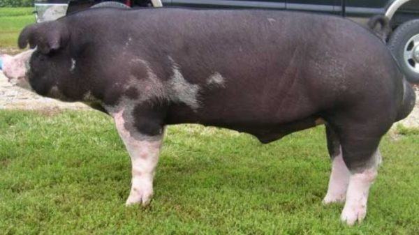 Hereford Pig Breed: Origin, Characteristics, Meat Quality, Pros & Cons ...