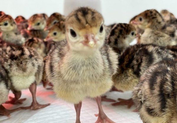 Baby Turkey A-Z: How To Raise, Feed & More! - Sand Creek Farm