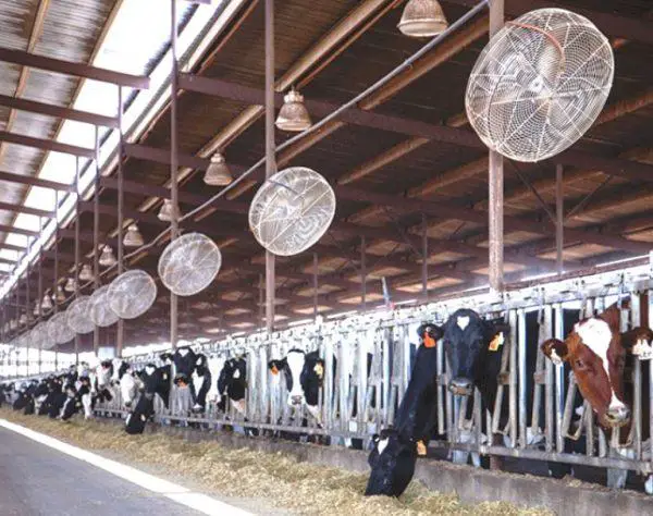 Top 7 Best Barn Fan for Cattle & Horse Stall Reviews (2022 Updated)