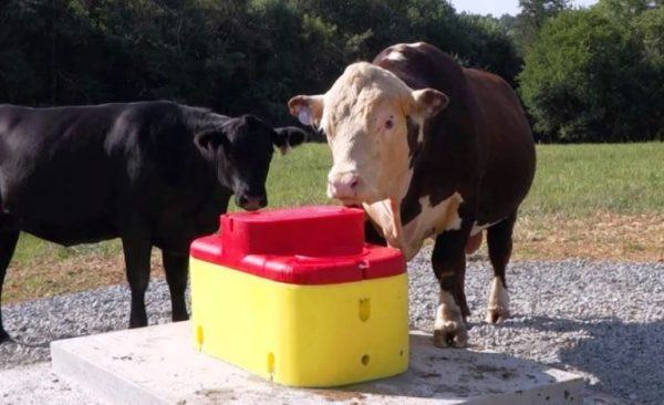 5 Best Cattle Waterers: FOUND and Tested for Your Herd