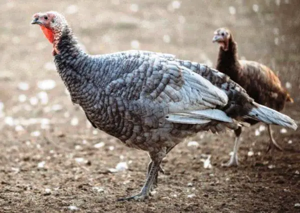 Blue Slate Turkey: Orgin, Characteristics, Size, Eggs & More Facts ...