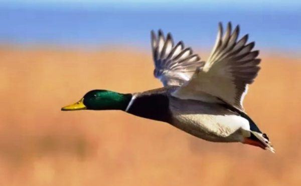 Can Ducks Fly Far and As High As Birds? - Sand Creek Farm