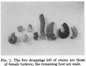 Baby Turkey A-Z: How To Raise, Feed & More! - Sand Creek Farm