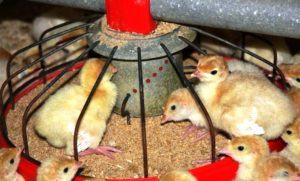 Baby Turkey A-Z: How To Raise, Feed & More! - Sand Creek Farm