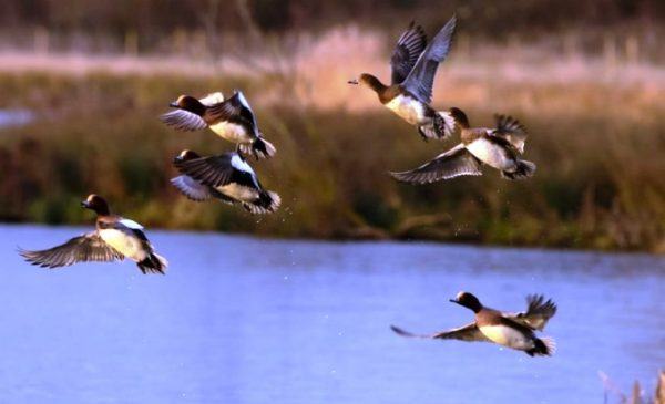 Can Ducks Fly Far and As High As Birds? - Sand Creek Farm