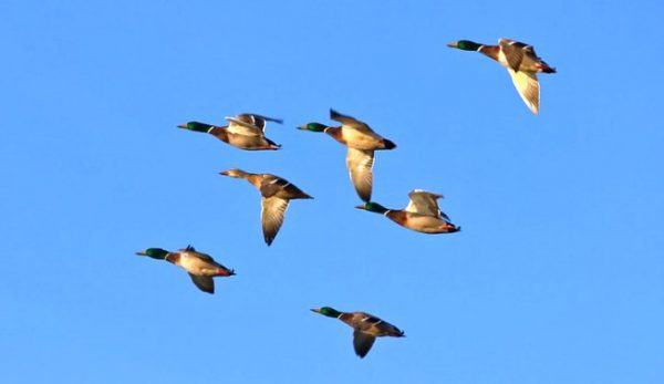 Can Ducks Fly Far and As High As Birds? - Sand Creek Farm