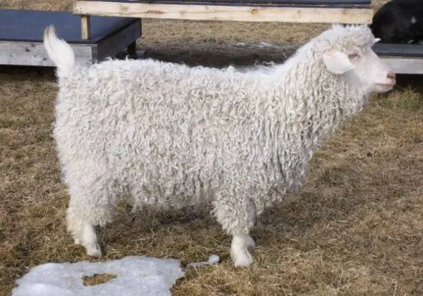 Pygora Goat Breed For Fiber: Origin, Characteristics, Feed & Shearing