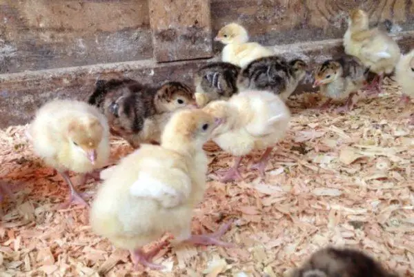Baby Turkey A-Z: How To Raise, Feed & More! - Sand Creek Farm