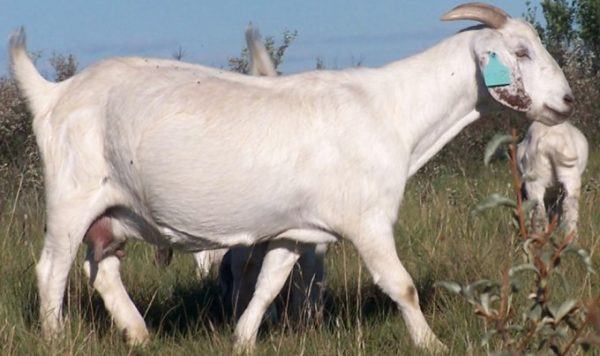 Sand Creek Farm — Savanna Goats: A-Z Animal Information
