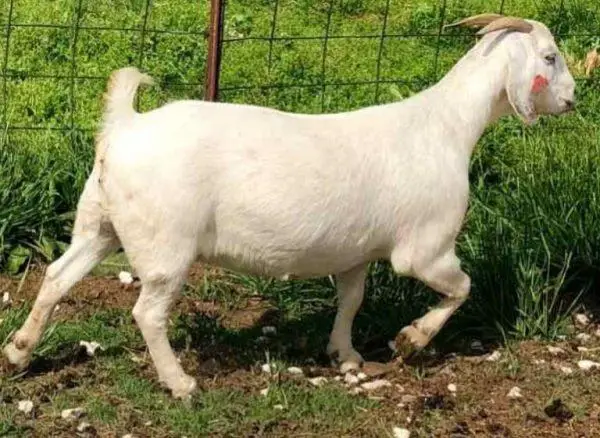 Savanna Goats: A-Z Animal Information - Sand Creek Farm