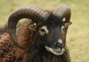 A-Z Soay Sheep: Origin, Characteristics, Feed, Cost & More - Sand Creek ...