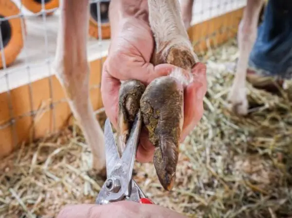 A-Z Sheep Hooves: Anatomy, Problems, Trimming, Caring - Sand Creek Farm