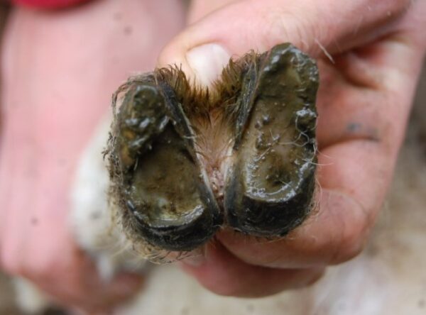 A-Z Sheep Hooves: Anatomy, Problems, Trimming, Caring - Sand Creek Farm