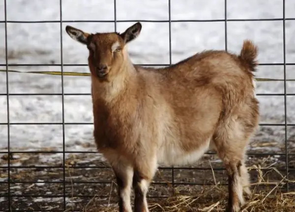 15 Best Goat Breeds for Meat in World for Your Farm’s Profit - Sand ...