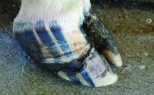 Cow Hoof: Anatomy, Problems, Trimming & Caring - Sand Creek Farm