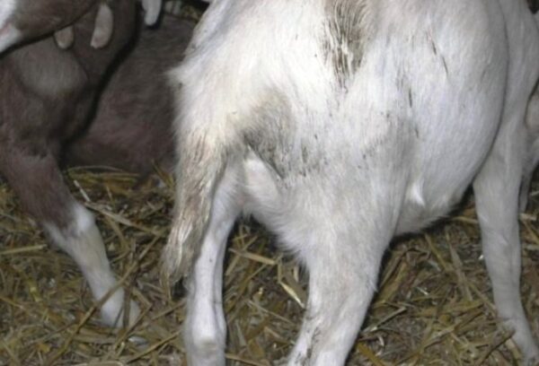 Diarrhea In Goats: Causes, Treatment & Related Questions - Sand Creek Farm