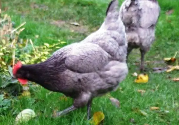 All About Prairie Bluebell Egger Chickens - Sand Creek Farm