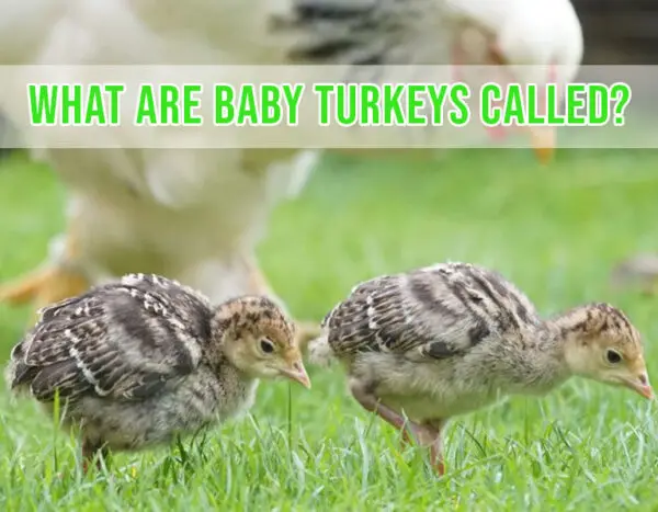 What Are Baby Turkeys Called? - Sand Creek Farm