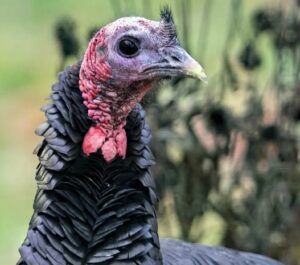 What Are Baby Turkeys Called? - Sand Creek Farm