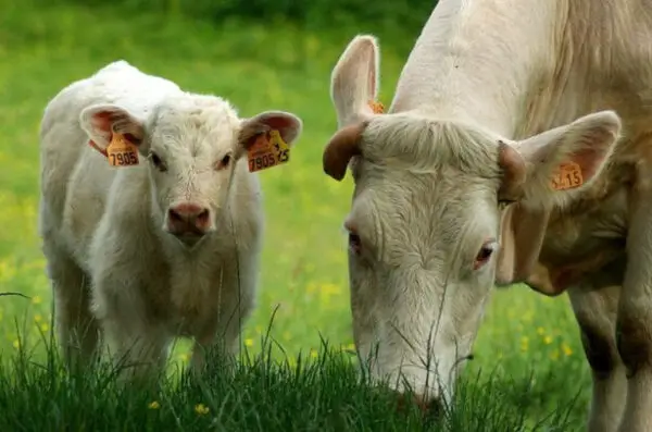 Drop Calves: All You Should Know - Sand Creek Farm