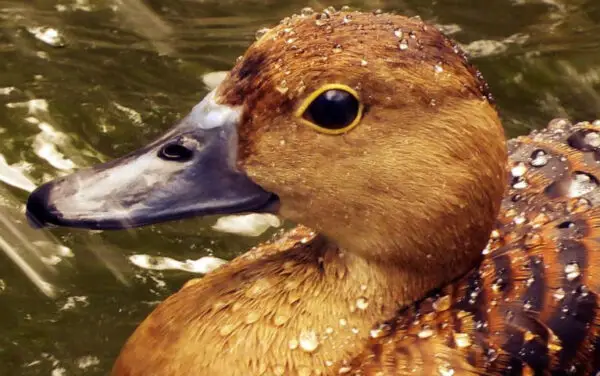 How Long Do Ducks Live? Average Duck Lifespan By Breed - Sand Creek Farm