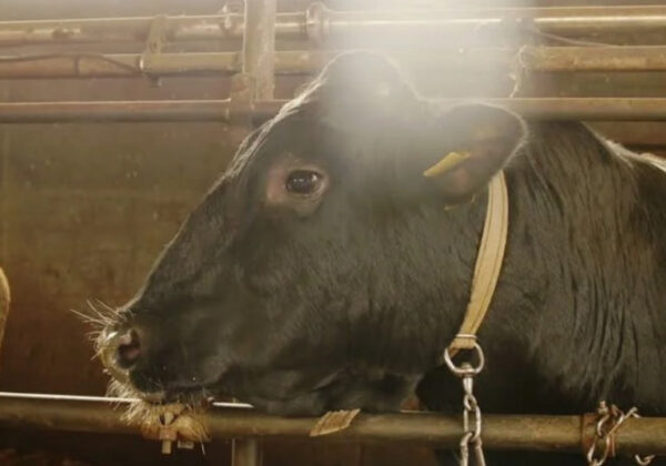 Do Cows Cry Tears? [The Truth Revealed] - Sand Creek Farm