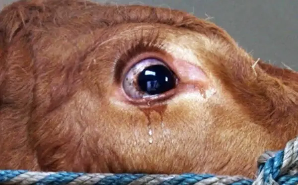 Do Cows Cry Tears? [The Truth Revealed] - Sand Creek Farm