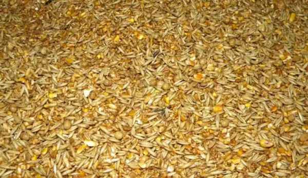 What Do Sheep Eat? Sheep Food List & Treats - Sand Creek Farm