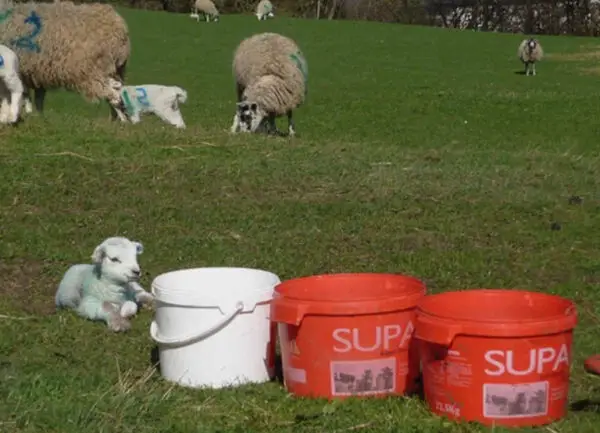 What Do Sheep Eat? Sheep Food List & Treats - Sand Creek Farm