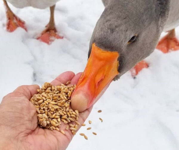 What Do Geese Eat & What Can't? - Sand Creek Farm