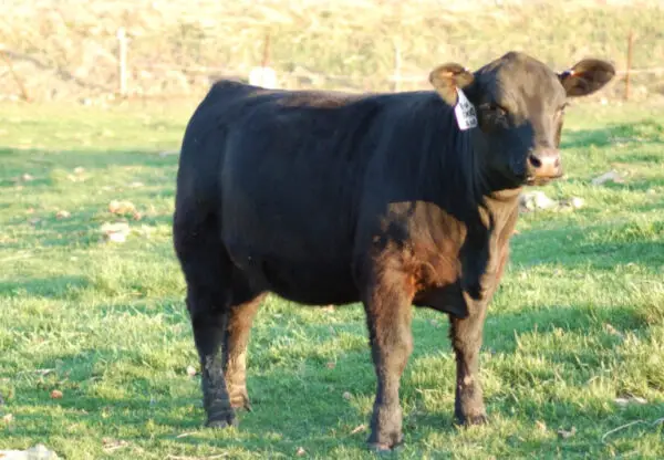 Lowline Angus Cattle: Growth Rate, Meat Quality, And More - Sand Creek Farm