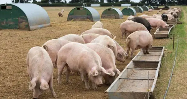 What Do Pigs Eat? Do They Eat Anything & Everything? - Sand Creek Farm
