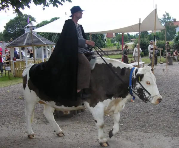 Can You Ride A Cow? How To Train A Cow To Ride? - Sand Creek Farm