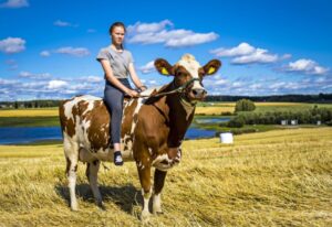 Can You Ride A Cow? How To Train A Cow To Ride? - Sand Creek Farm