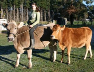 Can You Ride A Cow? How To Train A Cow To Ride? - Sand Creek Farm