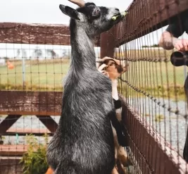 When Is It Too Late To Band A Goat? ANSWERED! - Sand Creek Farm