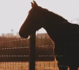 U Post Vs T Post: What IS The Big Difference Anyways? - Sand Creek Farm